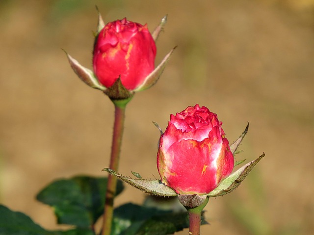 Rose Knospe Blume - Kostenloses Foto auf Pixabay - Pixabay