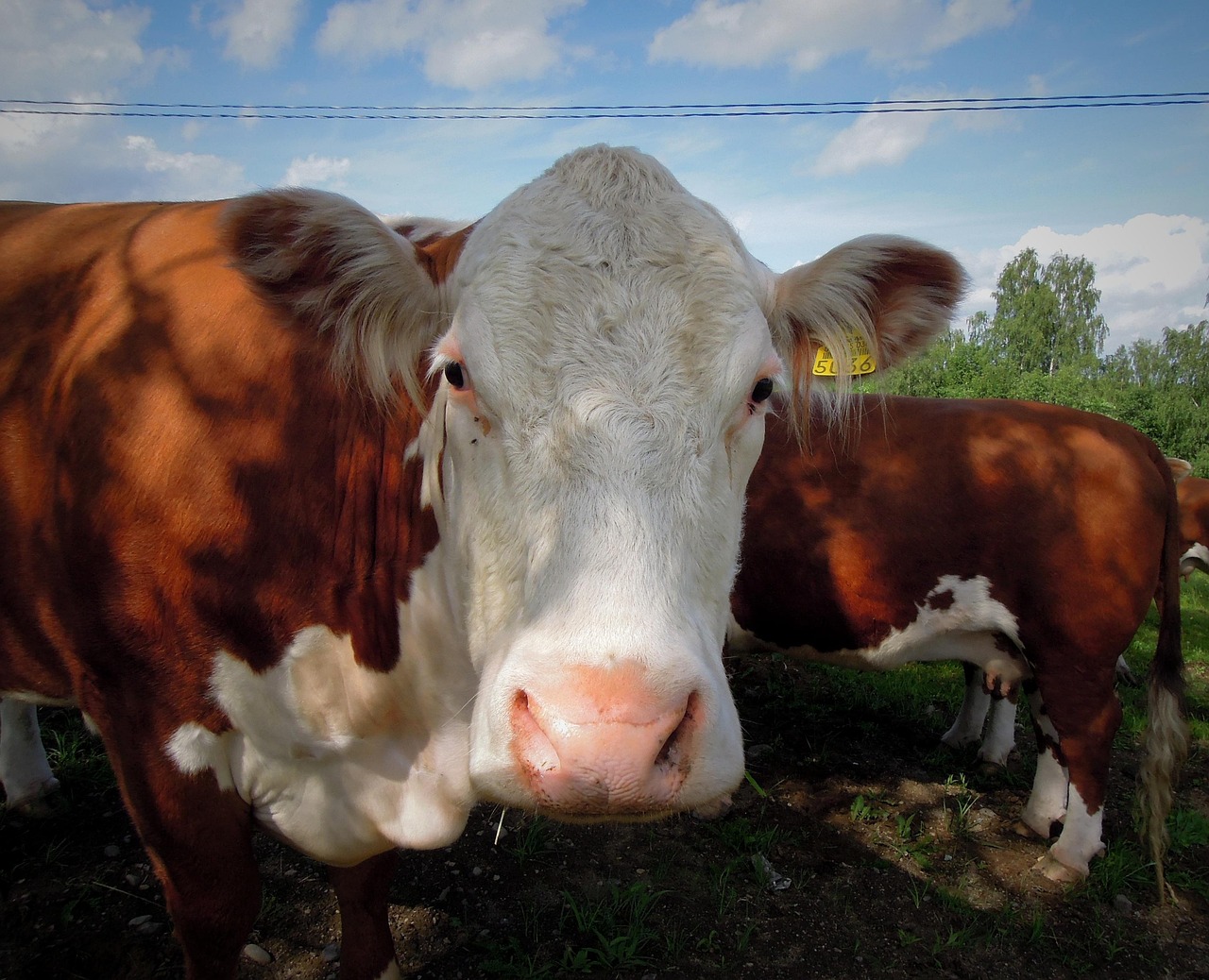 Vaca Veja Animal - Foto gratuita no Pixabay - Pixabay