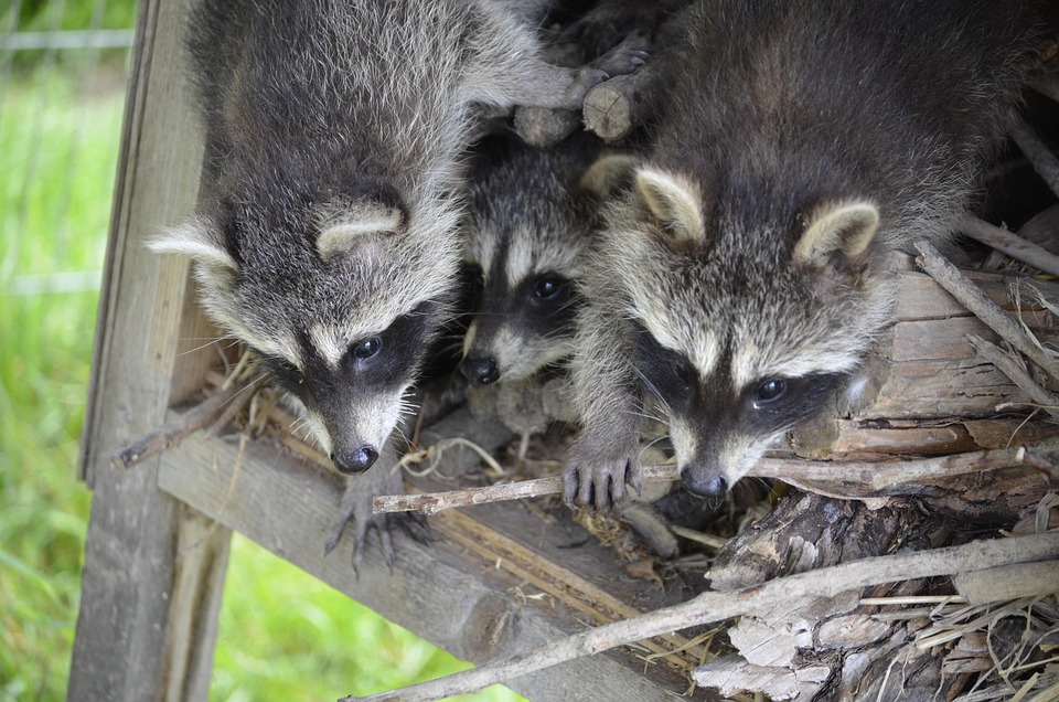 Raccoon Face Cute - Free photo on Pixabay