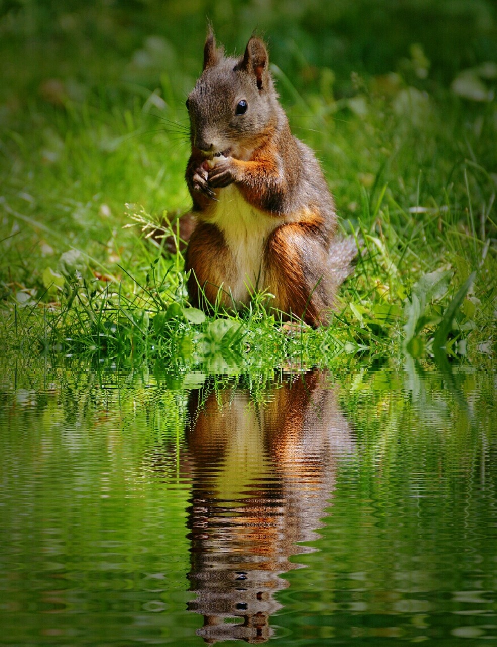 Page 2 - 10,000+ Free Squirrel Nuts & Squirrel Images - Pixabay