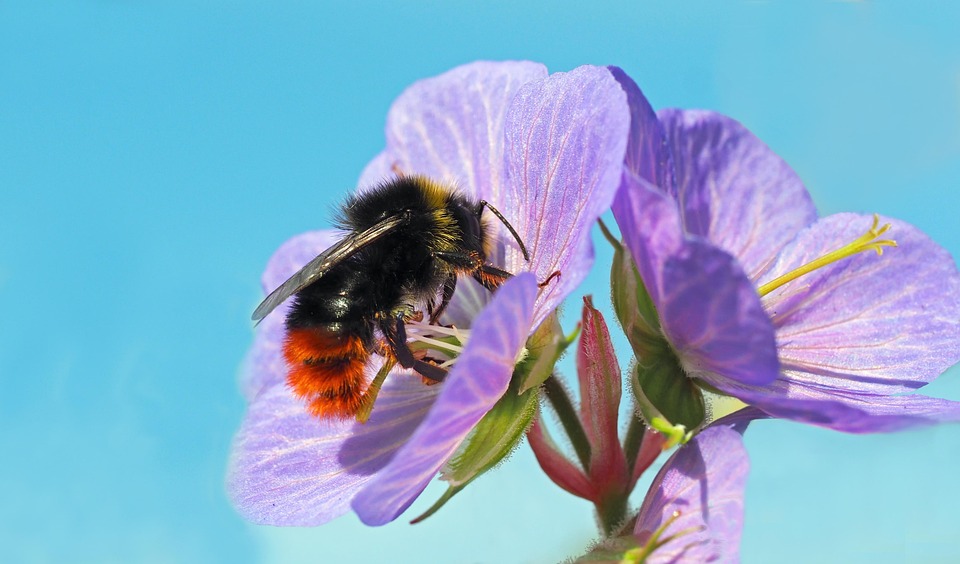 Stone Hummel Bombus Cranesbill - Free photo on Pixabay