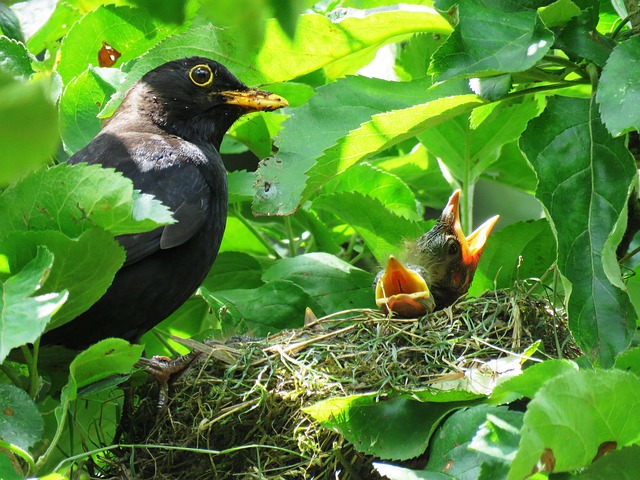 Merle Nid D'Oiseau Jeunes - Photo gratuite sur Pixabay - Pixabay