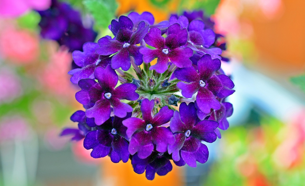 Más de 2 000 imágenes gratis de Local Verbena y Verbena - Pixabay