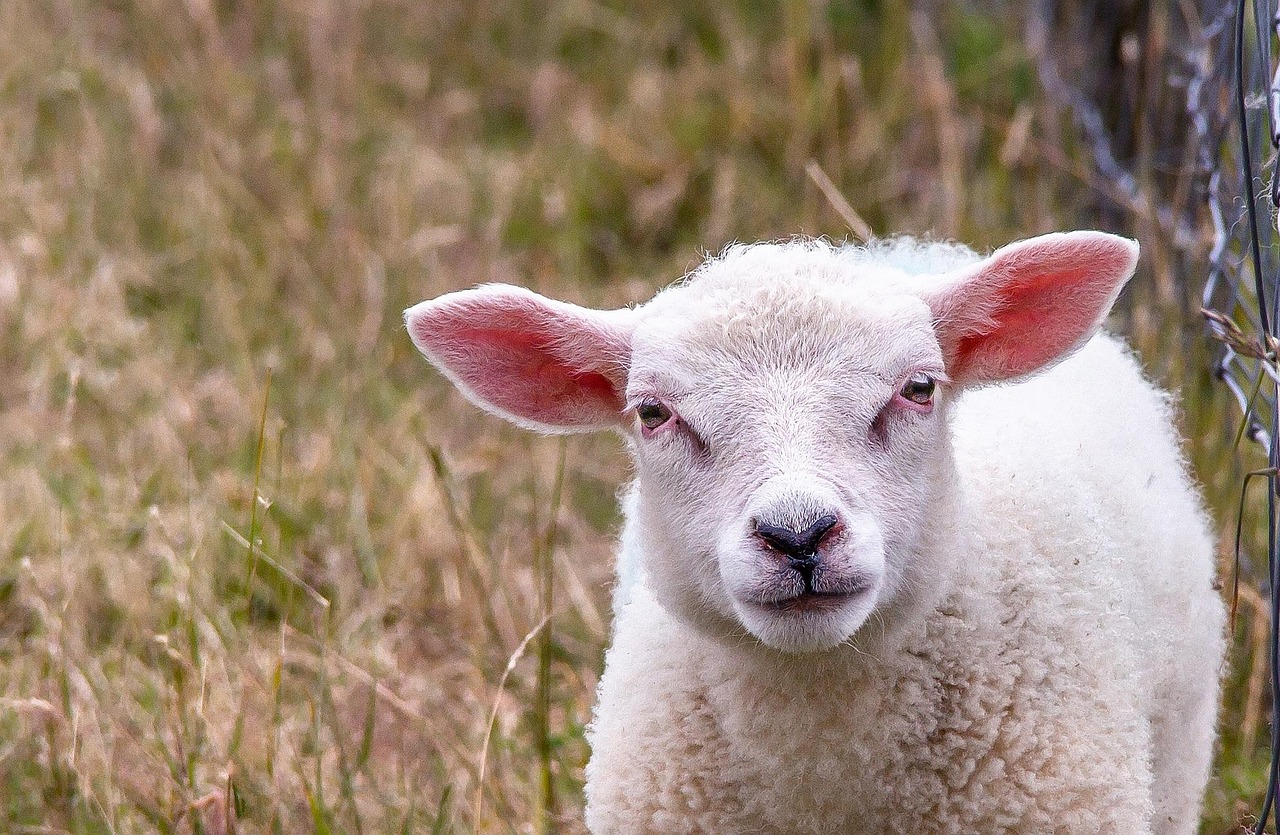 Sheep Animal Herd - Free photo on Pixabay - Pixabay