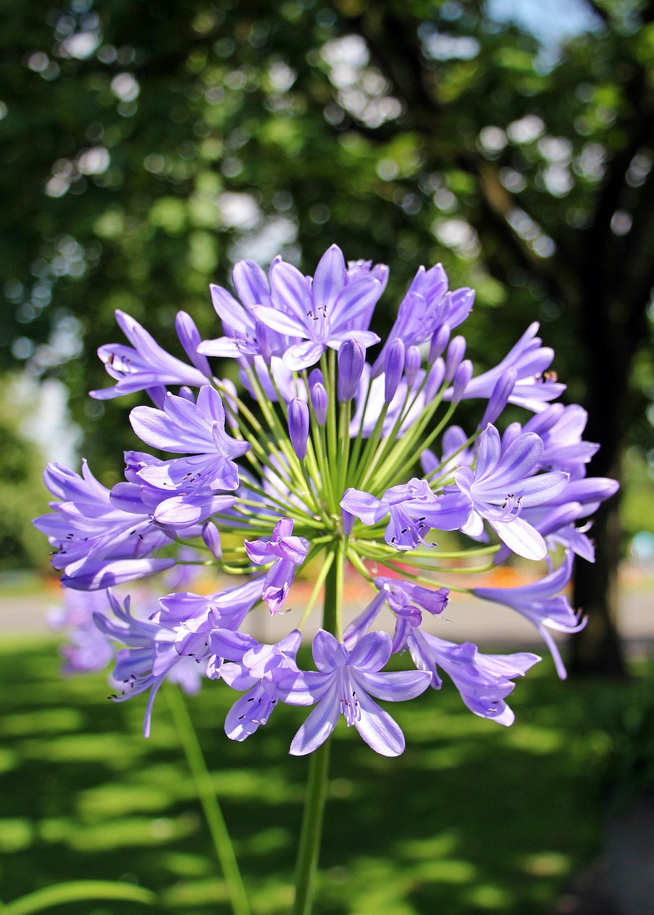 Ornamental Lily Love Flower - Free photo on Pixabay