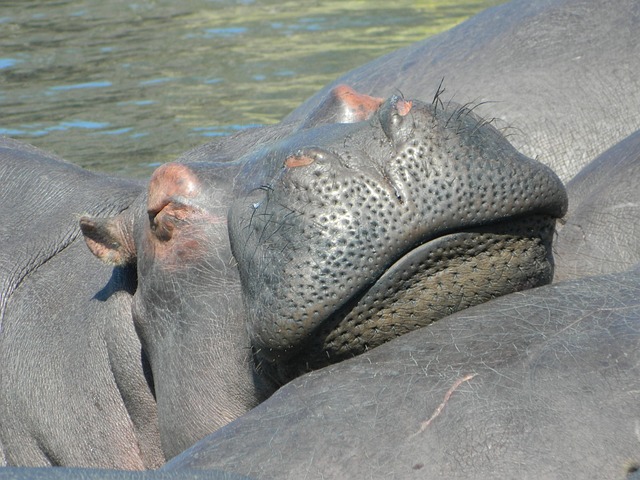 Hippo Wild South Africa - Free photo on Pixabay - Pixabay