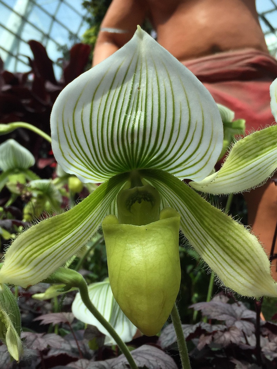 Fleur Orchidées Nature - Photo gratuite sur Pixabay - Pixabay