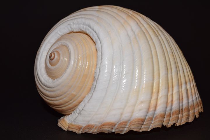 100+ Free Mother Of Pearl & Shell Photos - Pixabay