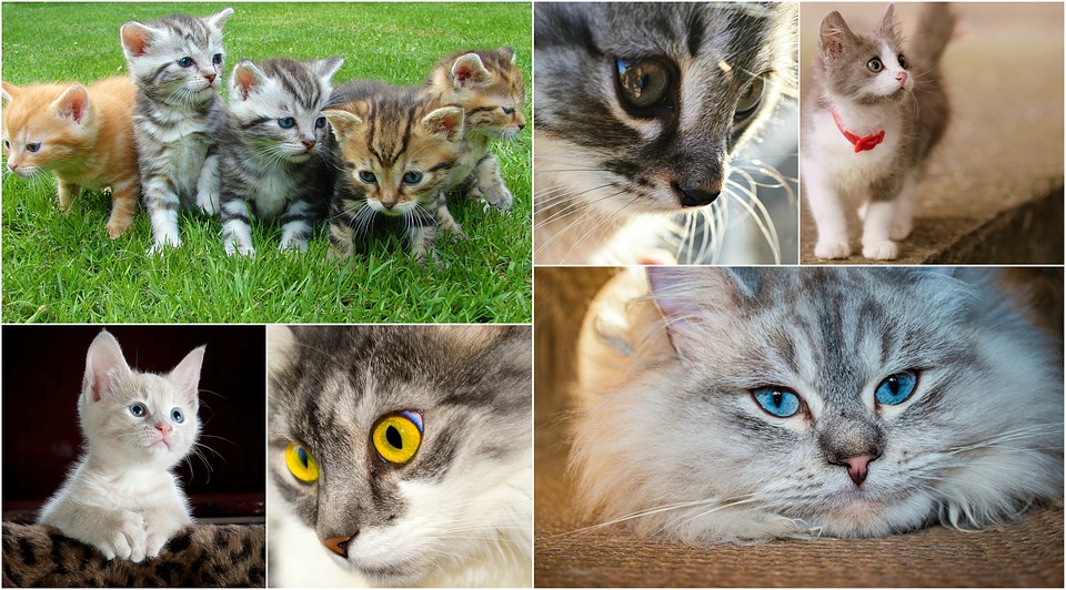 Cats Kittens Collage Photo Free Image On Pixabay Cats Kittens Collage Photo Free Image On Pixabay