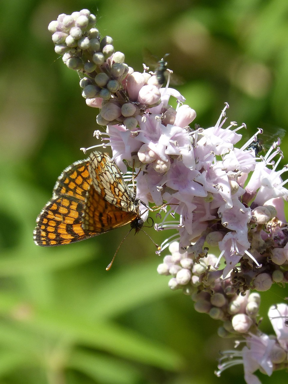 Butterfly Melitaea Phoebe - Free photo on Pixabay - Pixabay