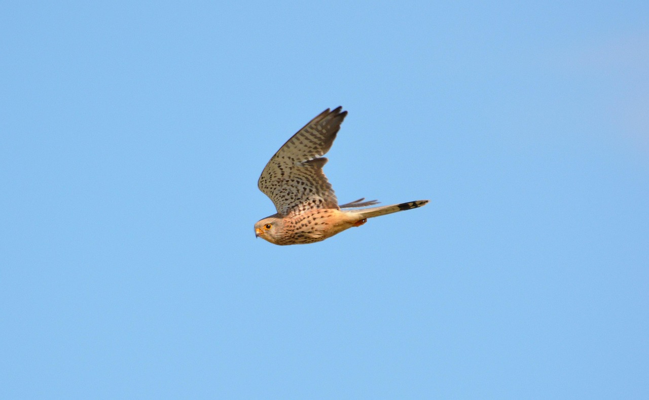 Kestrel Bird Of Prey - Free photo on Pixabay - Pixabay
