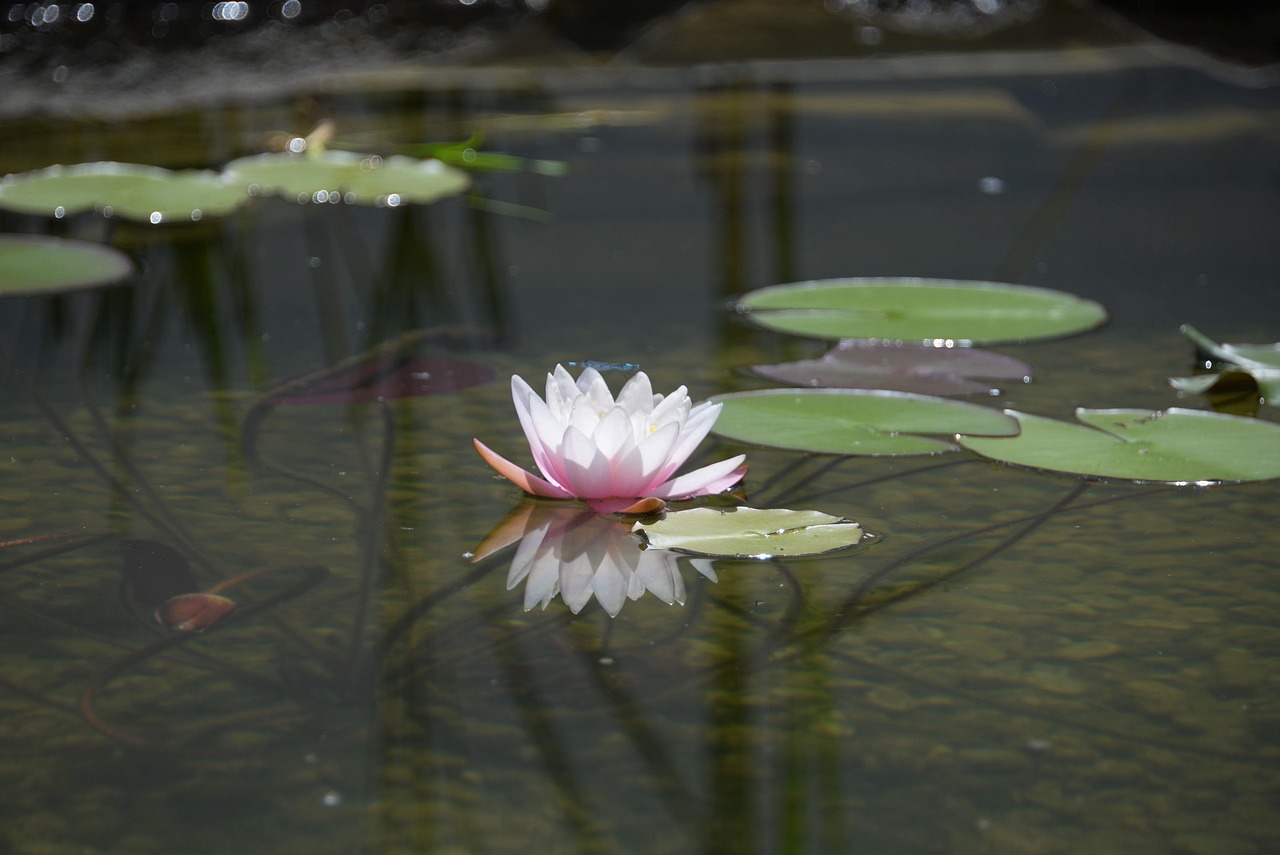 Water Lily Reflection Garden Pond - Free photo on Pixabay - Pixabay