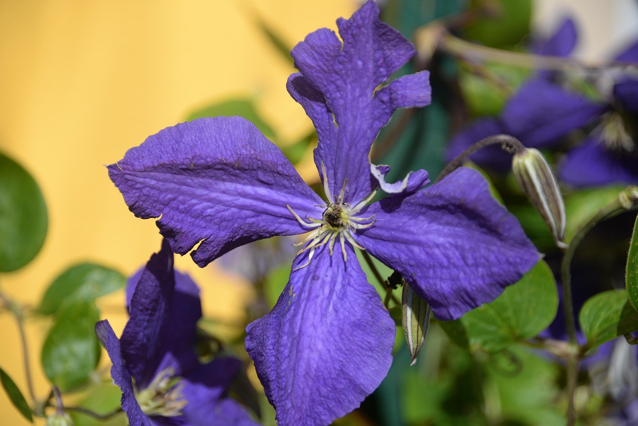 Clemátide Violeta Macro - Foto gratis en Pixabay - Pixabay