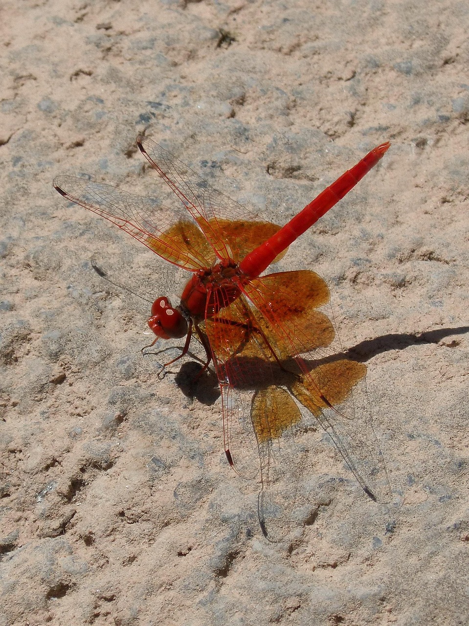 Sympetrum Sanguineum Red Dragonfly - Free photo on Pixabay - Pixabay