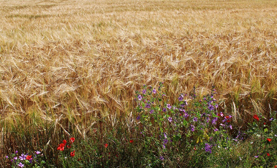 Felder Weizen Weizenfelder - Kostenloses Foto auf Pixabay - Pixabay