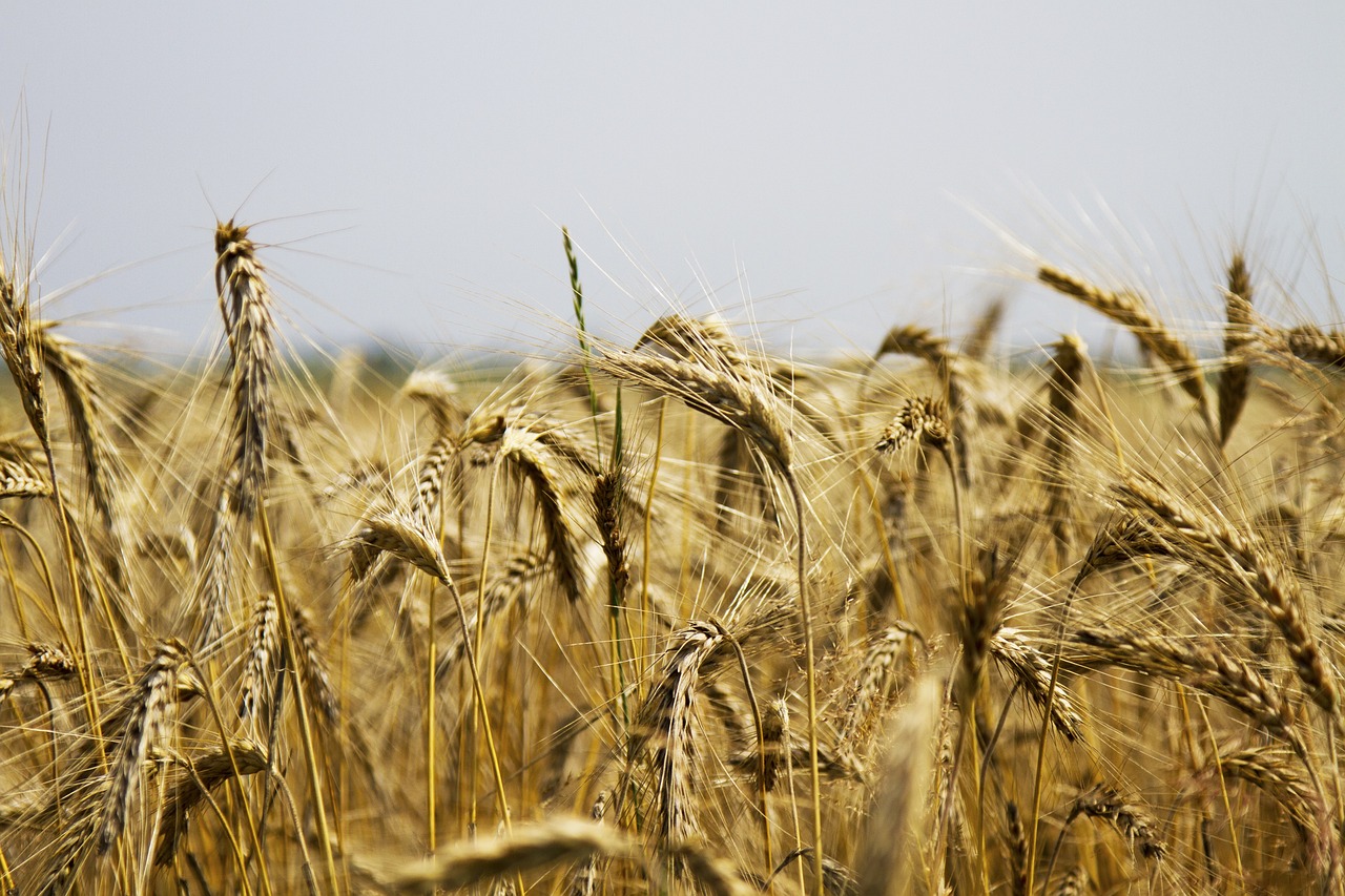 Trigo Campo De Cereales - Foto gratis en Pixabay - Pixabay Trigo Campo De Cereales - Foto gratis en Pixabay - Pixabay