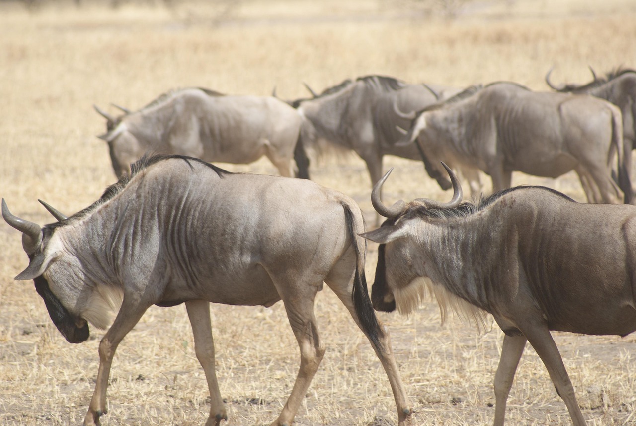 300+ Free Wildebeest & Nature Images - Pixabay