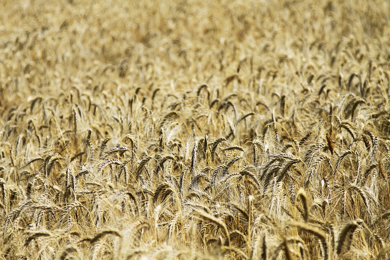 Trigo Campo De Cereales - Foto gratis en Pixabay - Pixabay Trigo Campo De Cereales - Foto gratis en Pixabay - Pixabay