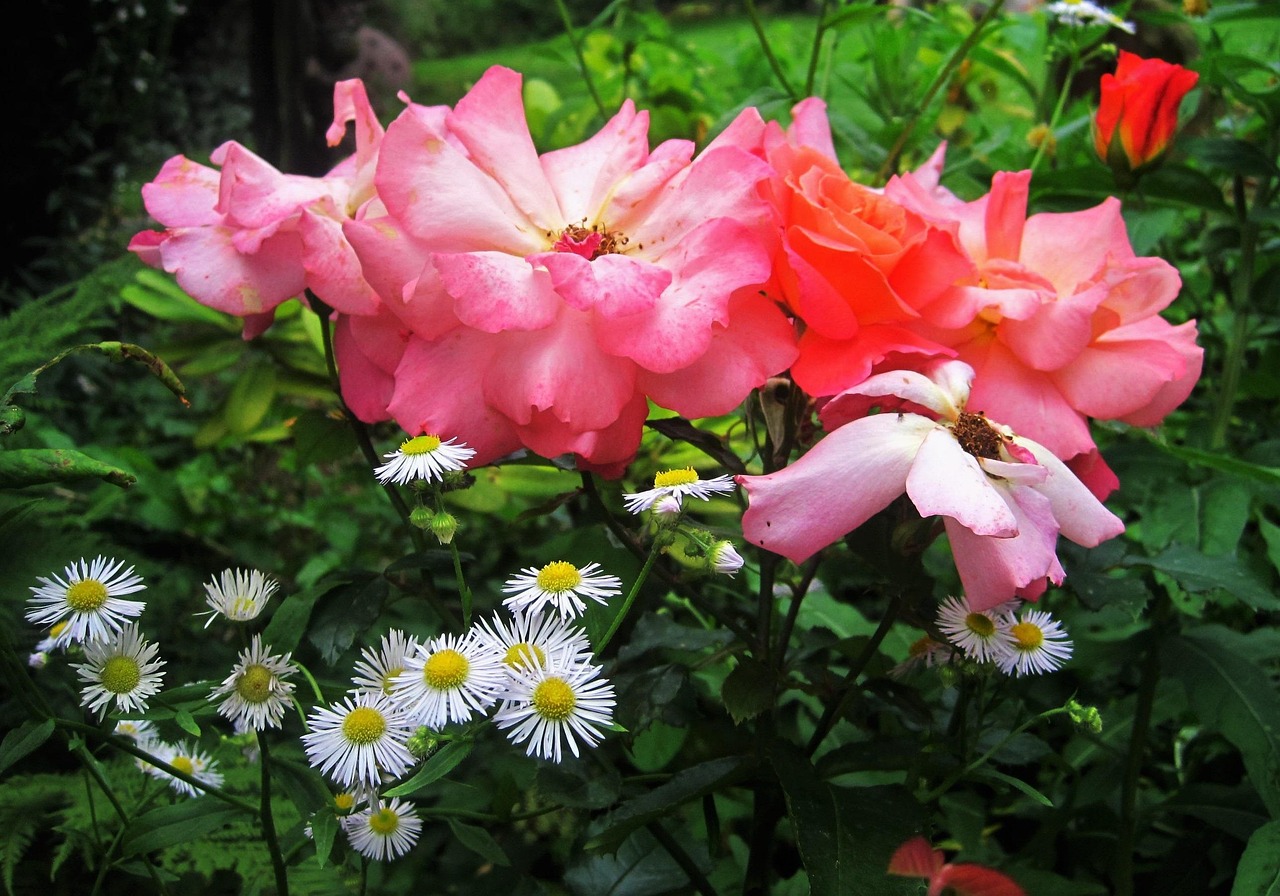 Cottage Garden Still Life Roses - Free photo on Pixabay - Pixabay