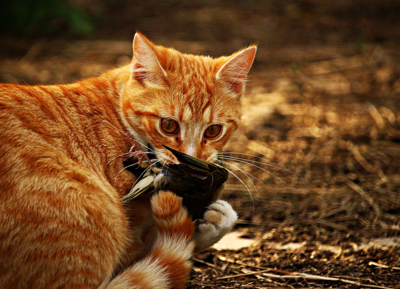 40,000+ Free Cat Bird & Nature Images - Pixabay