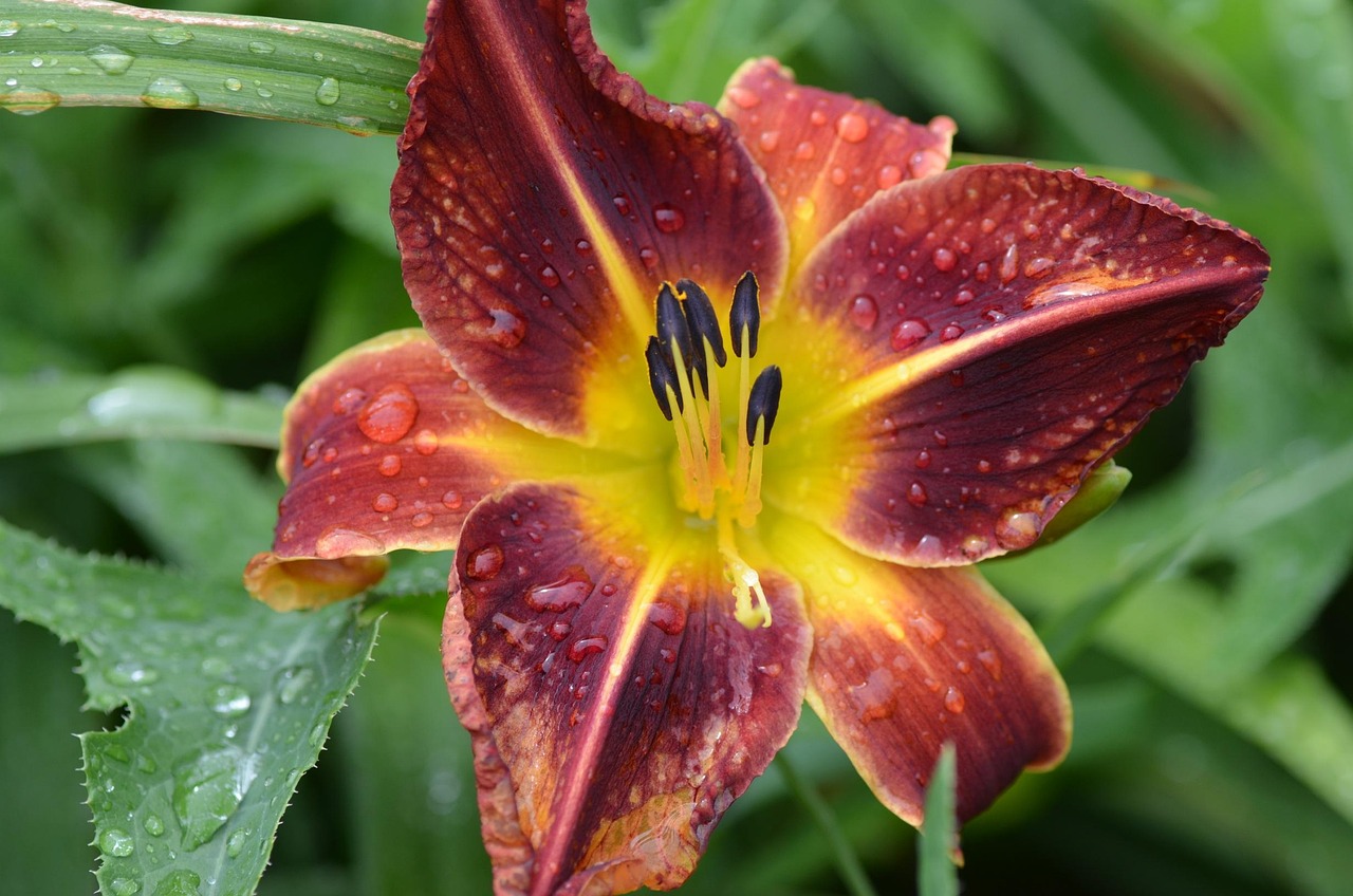 Chuva Flor Agua - Foto gratuita no Pixabay - Pixabay