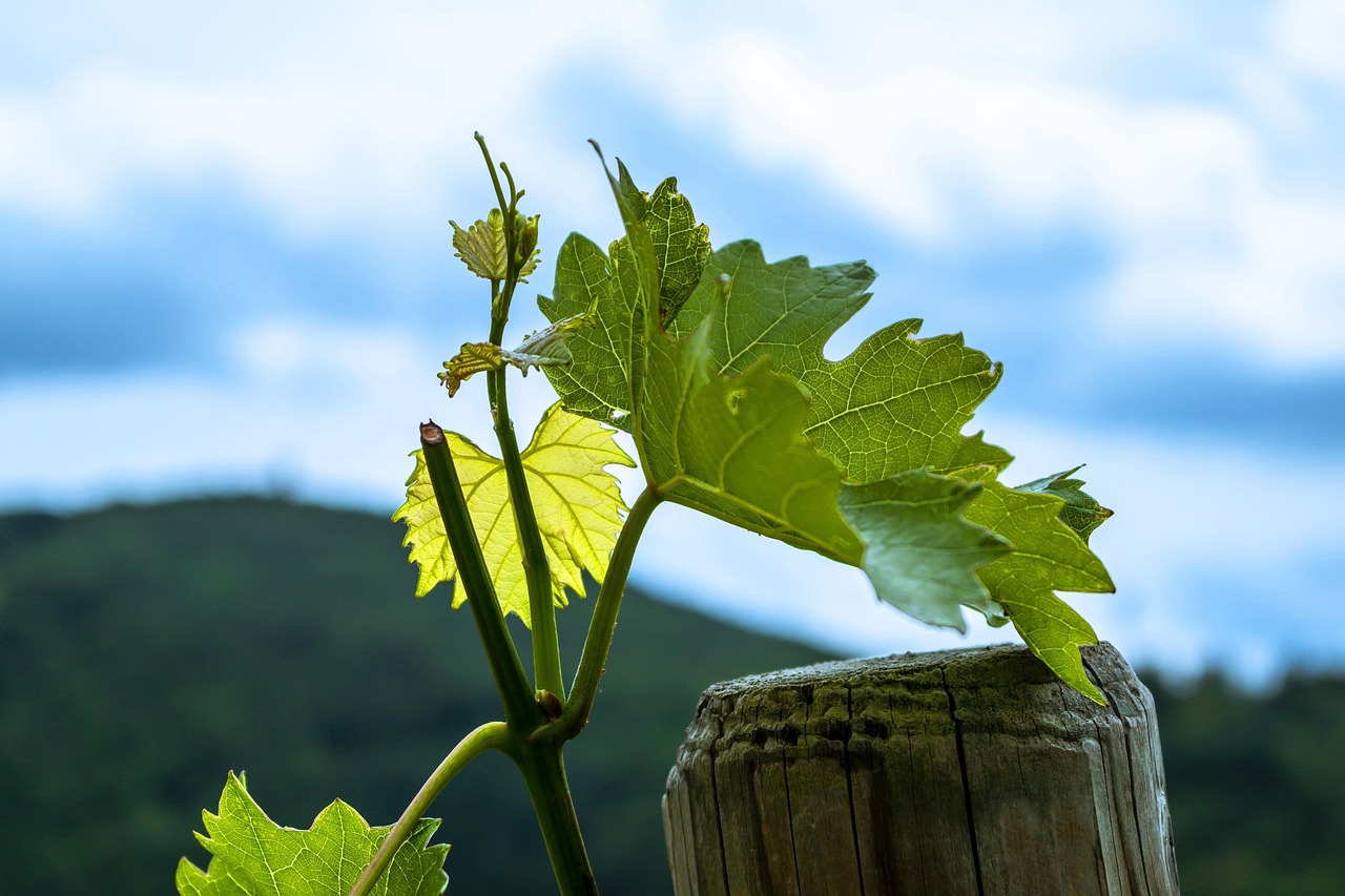Wine Leaves Vine - Free photo on Pixabay - Pixabay