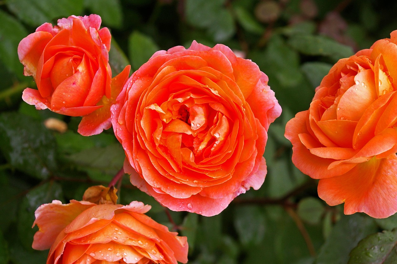 Rose Orange Scented - Free photo on Pixabay