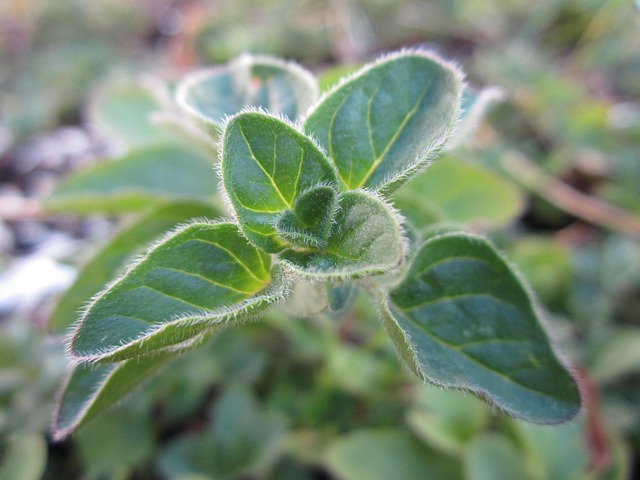 Origan Herbe Plantes - Photo gratuite sur Pixabay - Pixabay