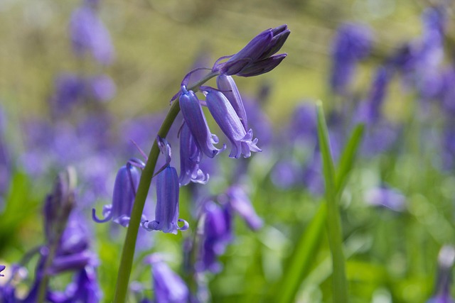 Bluebells Woods English - Free photo on Pixabay - Pixabay