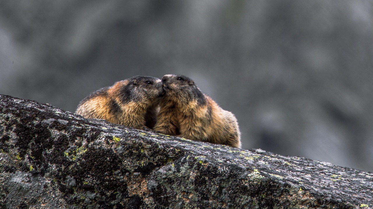 Marmotta Alpina