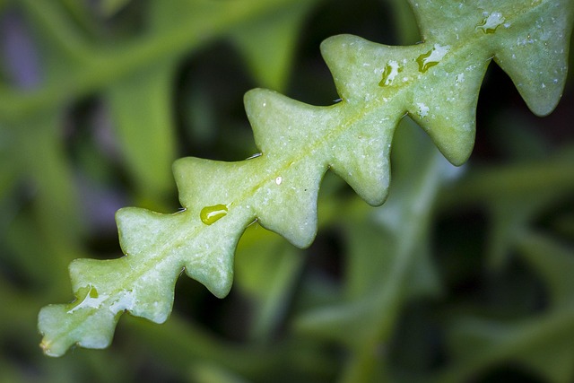 Plant Cordoba Patio - Free photo on Pixabay