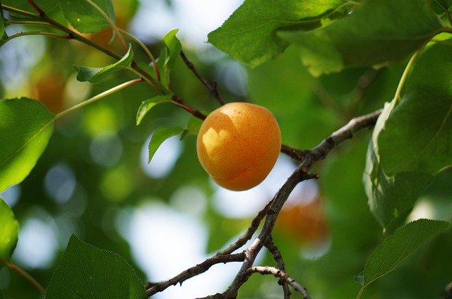 Abricot Sur L'Arbre - Photo gratuite sur Pixabay - Pixabay