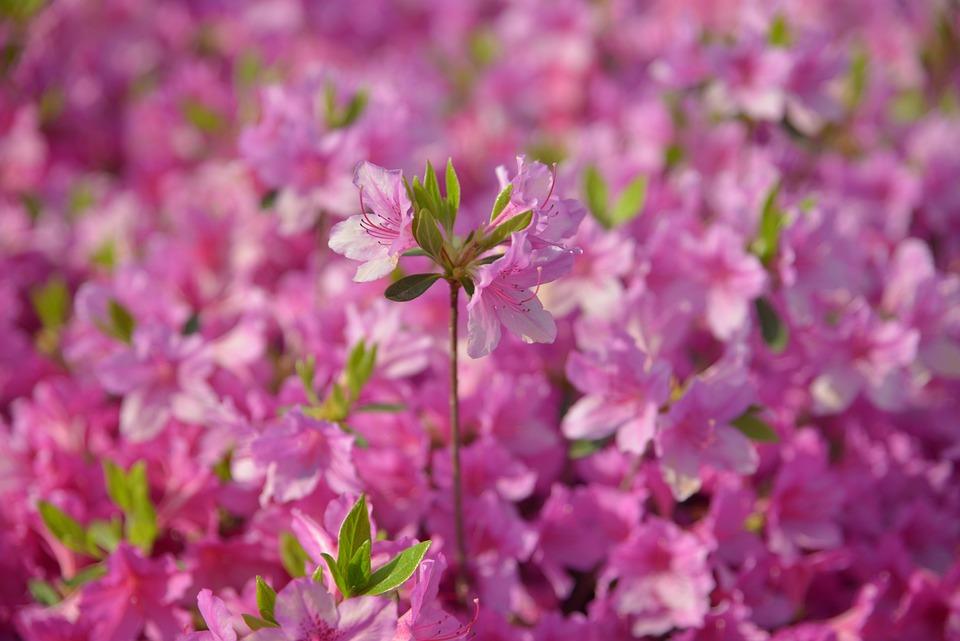 Azalea Color De Rosa Primavera - Foto gratis en Pixabay - Pixabay