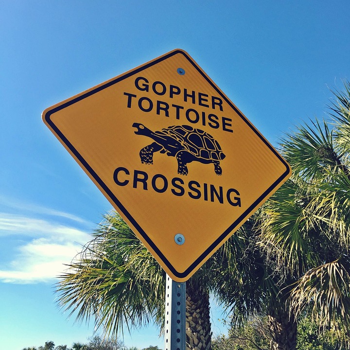 Sign Tortoise Crossing - Free photo on Pixabay
