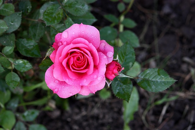 Rose Pink Rain - Free photo on Pixabay