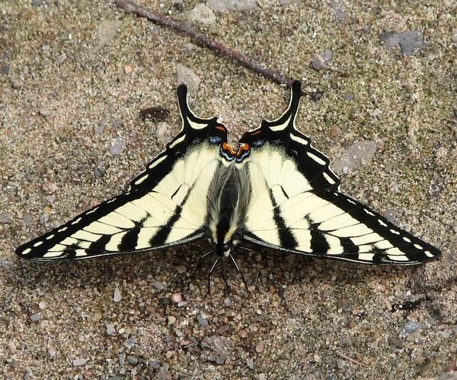 Canadian Tiger Swallowtail Papilio - Free photo on Pixabay - Pixabay