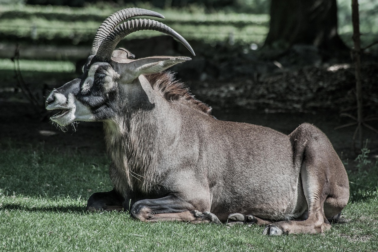 Antílope Cuernos Animal - Foto gratis en Pixabay