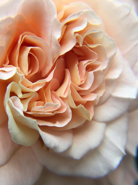 Rose L'Été Fleur La - Photo gratuite sur Pixabay - Pixabay