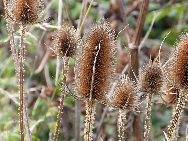 80+ Free Spiky Flowers & Spiky Images - Pixabay