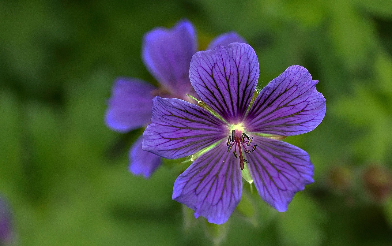 Jardín Geranio Flor Muy - Foto gratis en Pixabay - Pixabay