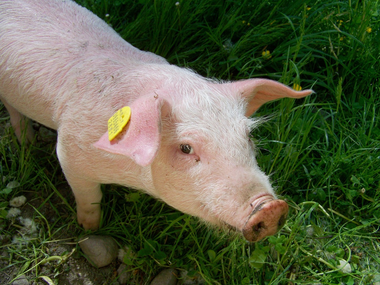 800+ Free Piglets & Pig Images - Pixabay