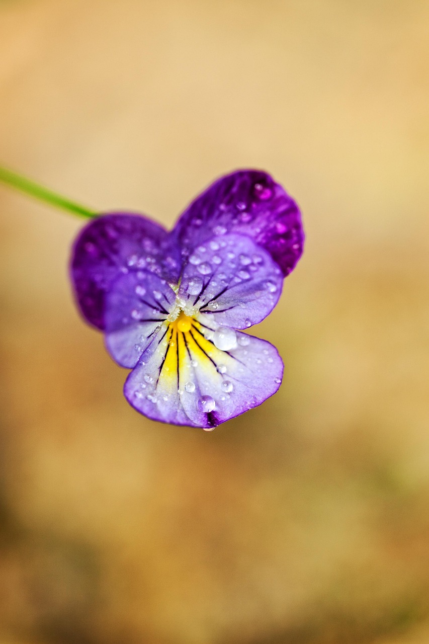 Macro Fleur Tout Petit - Photo gratuite sur Pixabay - Pixabay