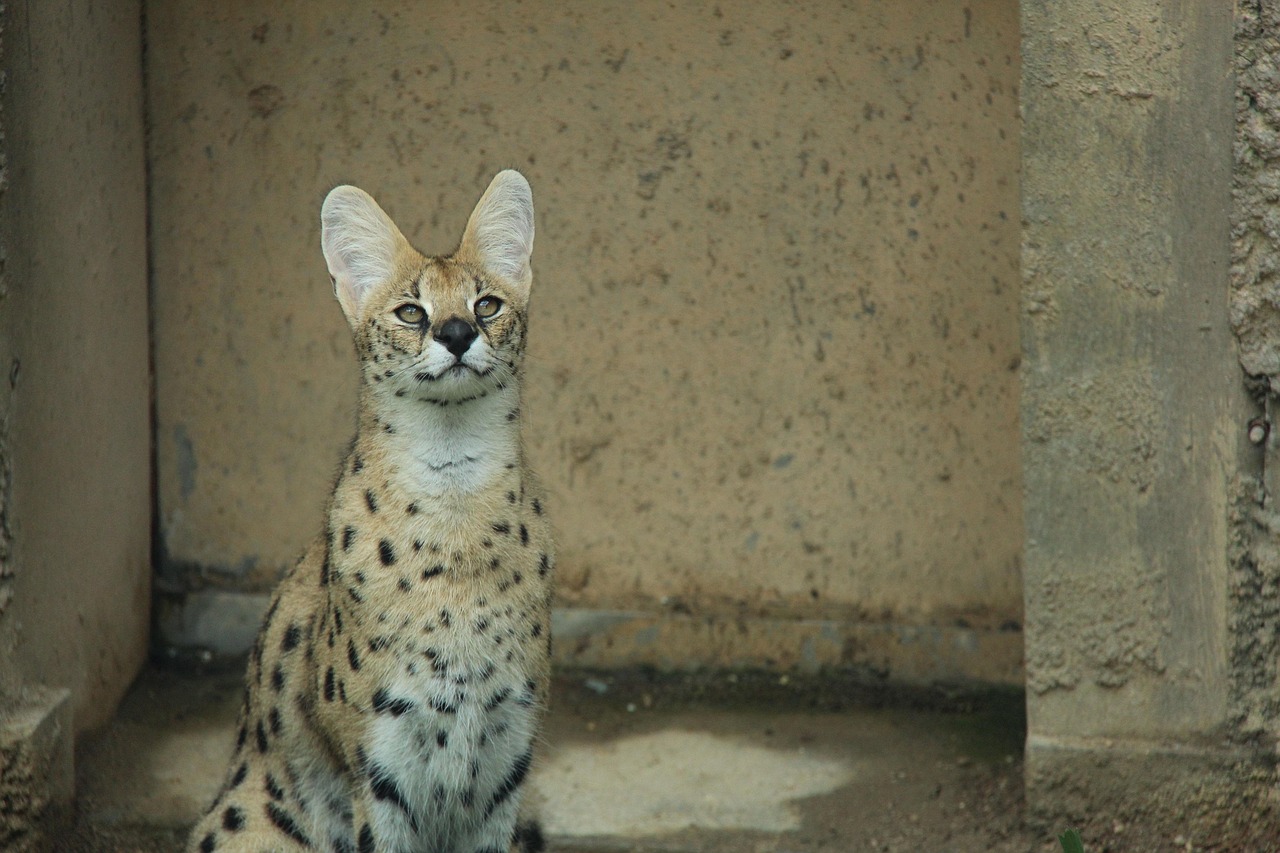 50,000+ Free Serval Cat & Cat Images - Pixabay