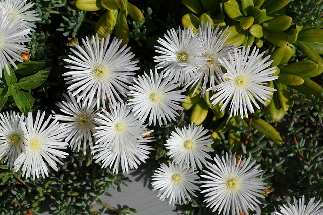 Flower White Aster - Free photo on Pixabay