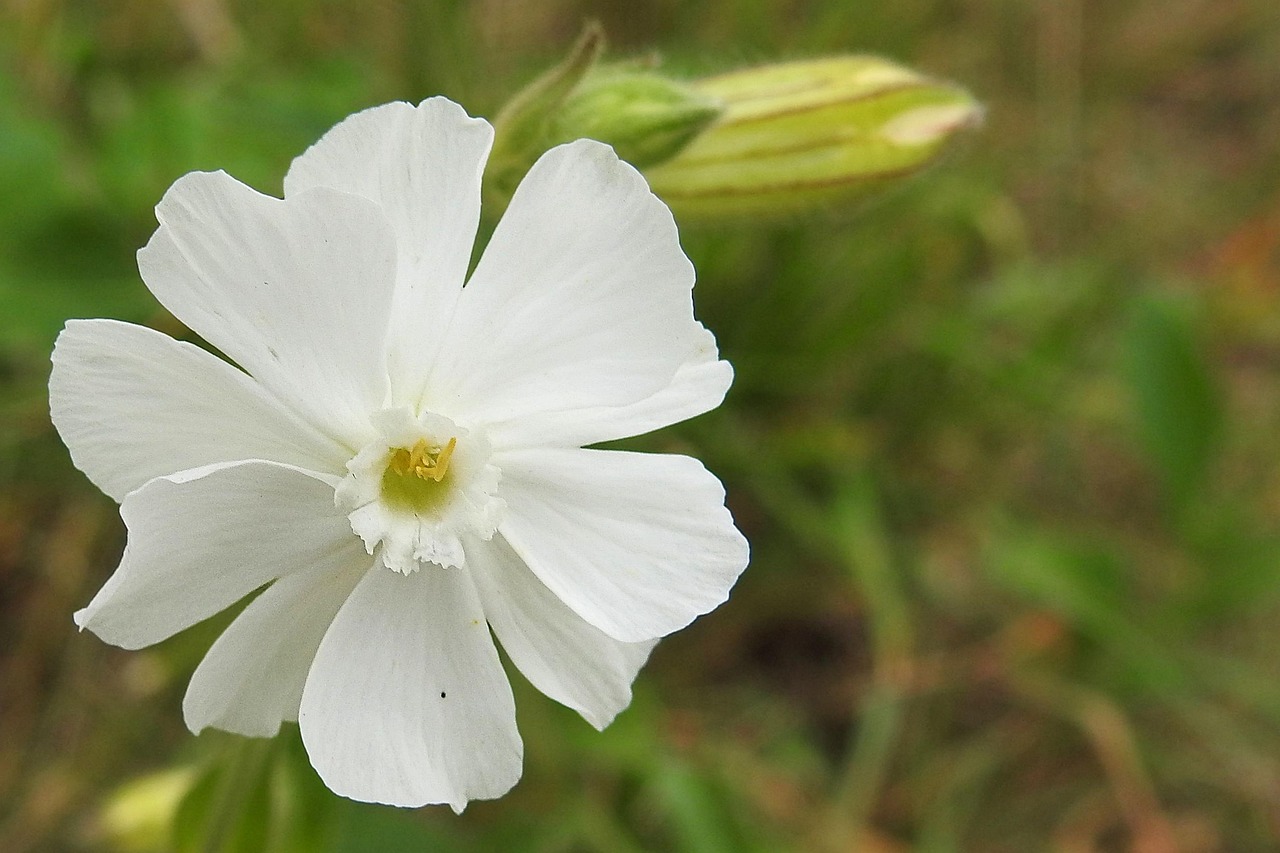 90+ Free White Carnations & Carnation Images - Pixabay
