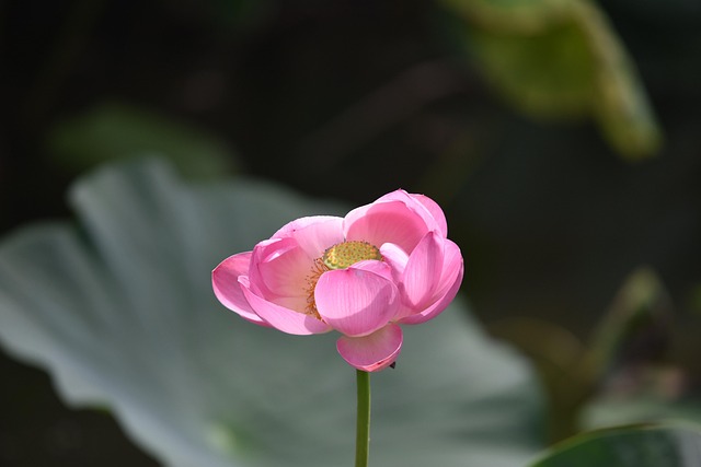 Bunga Tanaman Lotus - Foto gratis di Pixabay - Pixabay