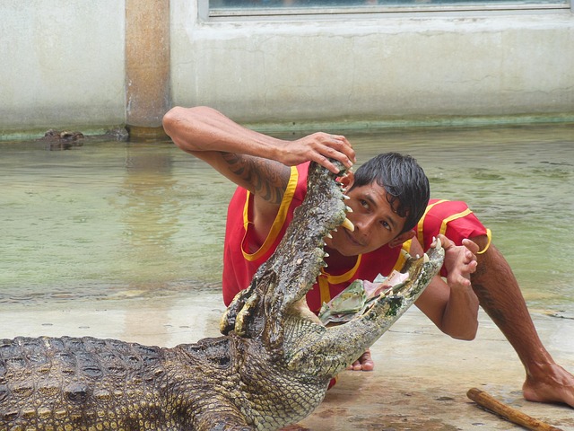 Krokodil-Farm-Show Krokodilfarm - Kostenloses Foto auf Pixabay - Pixabay