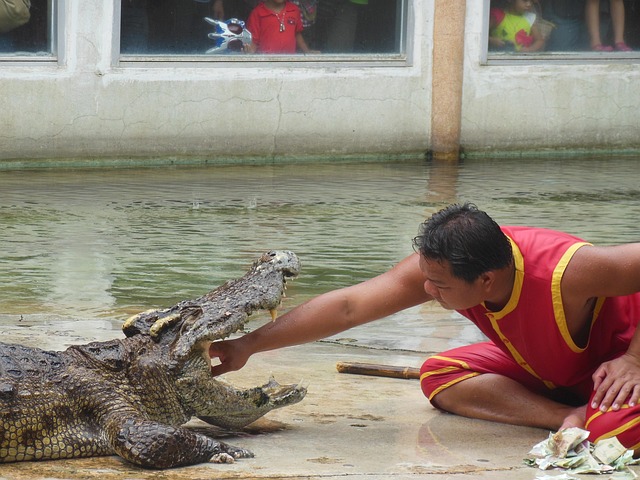 Krokodil-Farm-Show Krokodilfarm - Kostenloses Foto auf Pixabay