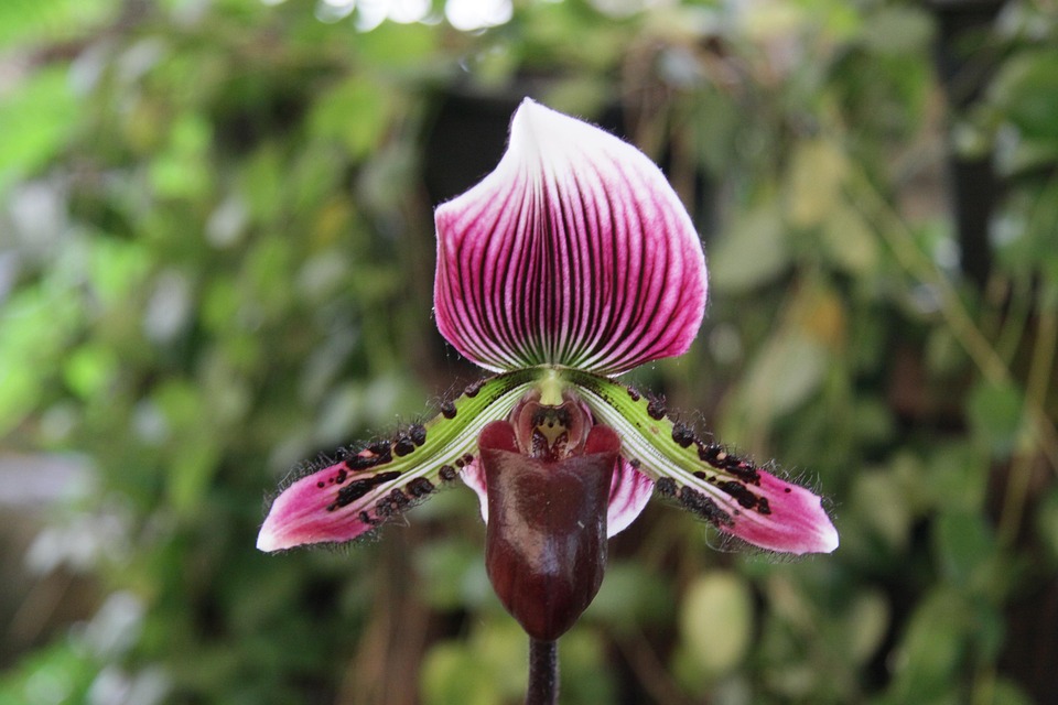 La Nature Orchidée Fleur - Photo gratuite sur Pixabay - Pixabay