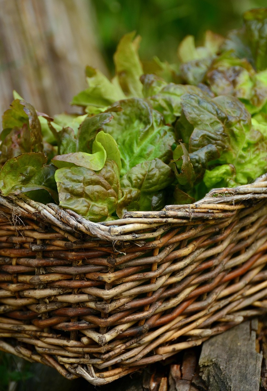 Salad Leaf Lettuce Bio - Free photo on Pixabay
